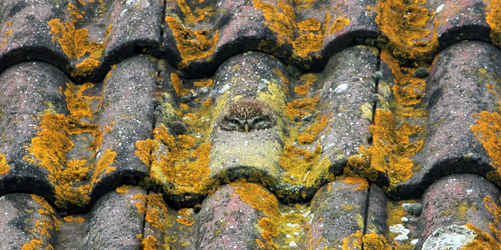 Nieuwe Omgevingswet: wat betekent dat? - NLadviseurs